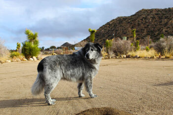 Newfoundland Great Pyrenees Mix: Pictures, Care Guide, Temperament ...