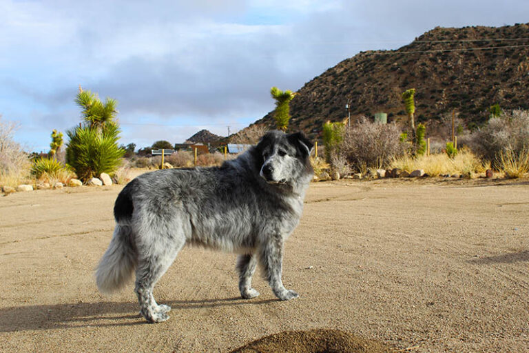 Newfoundland Great Pyrenees Mix: Pictures, Care Guide, Temperament ...