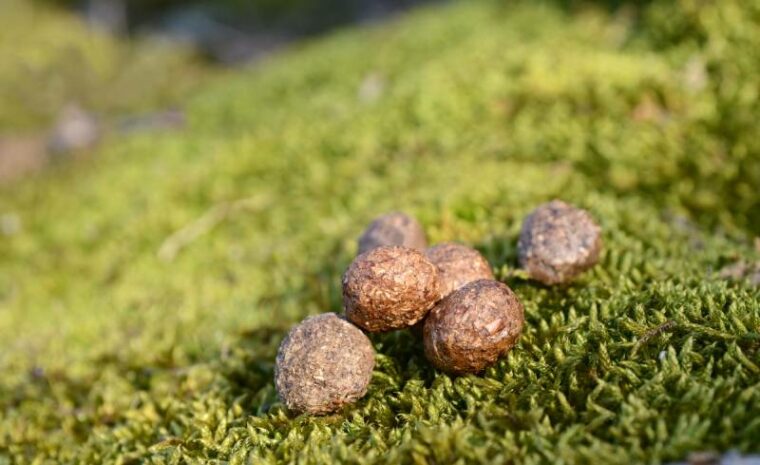 My Dog Ate Rabbit Poop: Here’s What to Do (Vet-Reviewed Guide) | Hepper