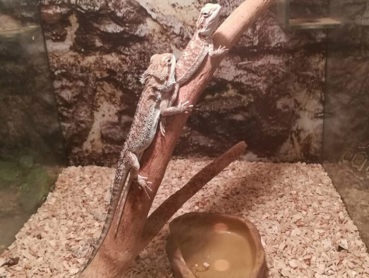 Bearded Dragons Mating Process Reproductive Habits Explored Hepper