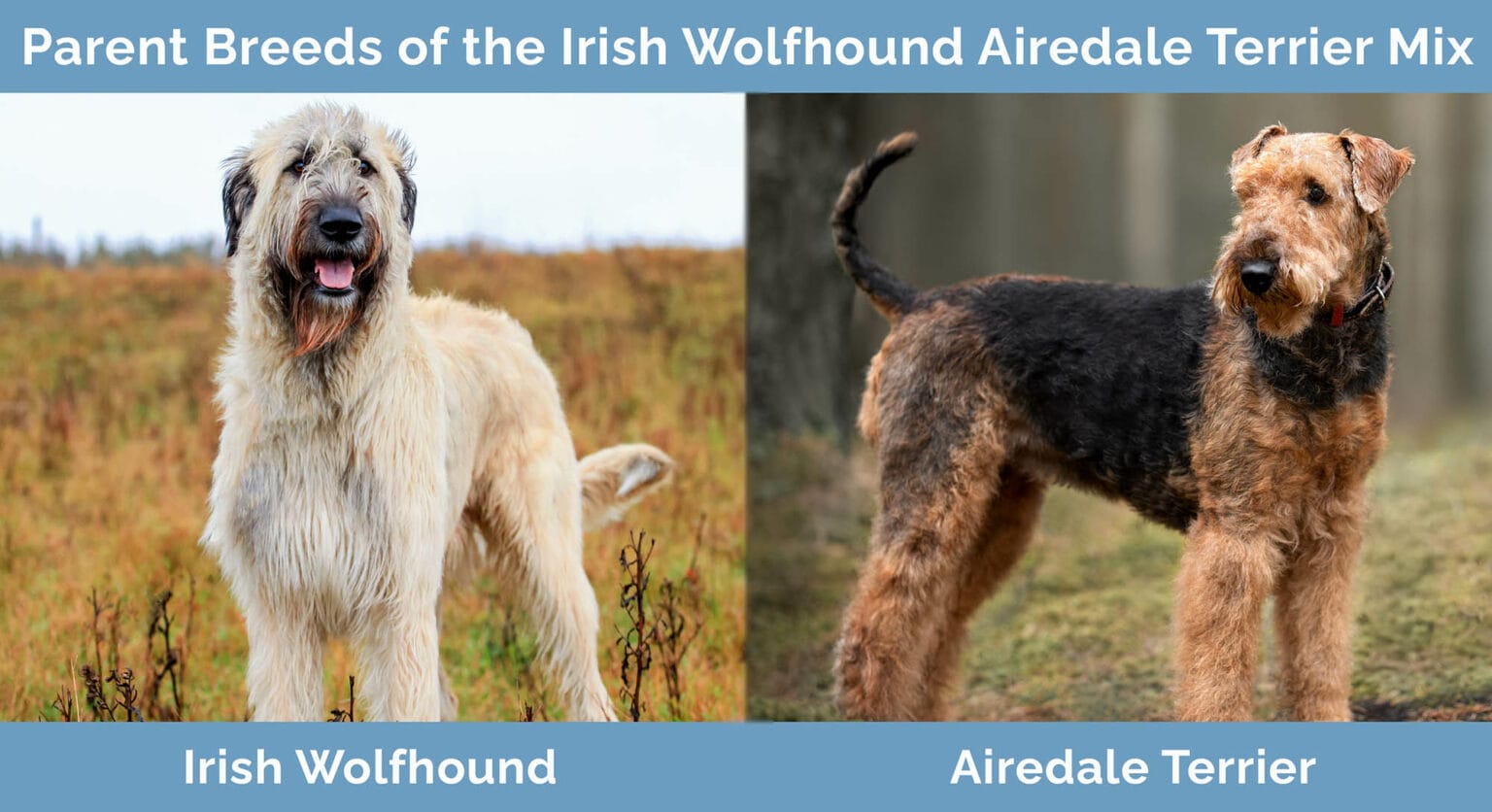 Irish Wolfhound Airedale Terrier Mix: Pictures, Care Guide, Temperament ...