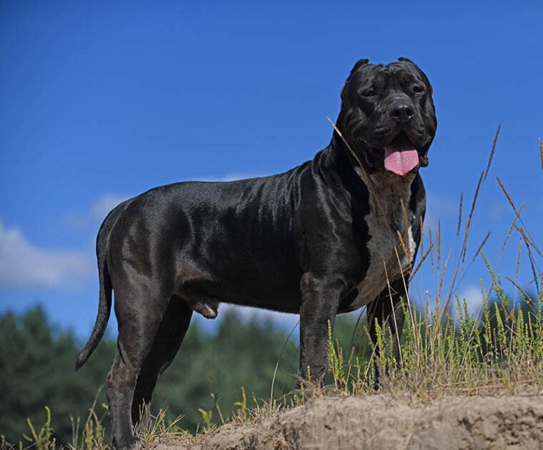 American Bully XL: Facts, Origin & History (With Pictures) | Hepper