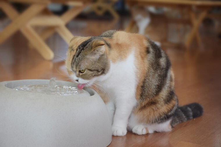 How to Hydrate Your Cat: Food & Water Advice | Hepper