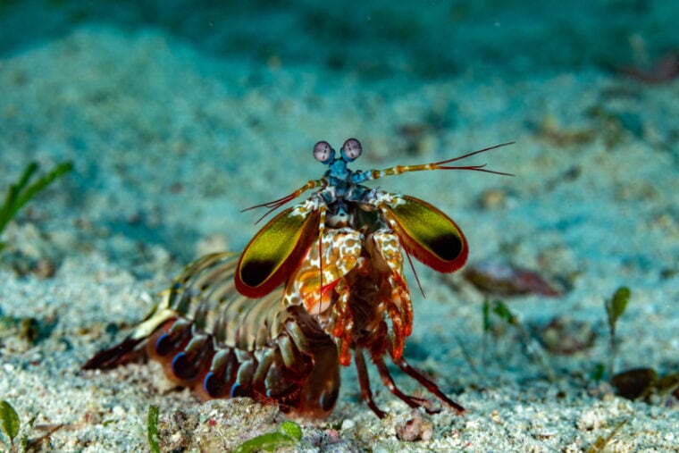 Mantis Shrimp Pet in Your Aquarium: Vet-Approved Compatibility Facts ...