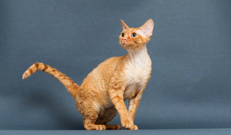 19 Cornish Rex Colors and Patterns (With Info & Pictures) | Hepper