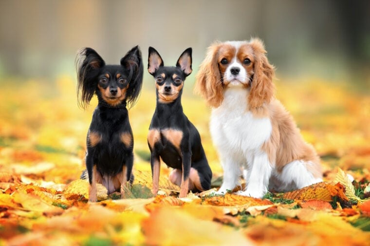 15 Small Dog Breeds: Info, History, Pictures & Facts | Hepper