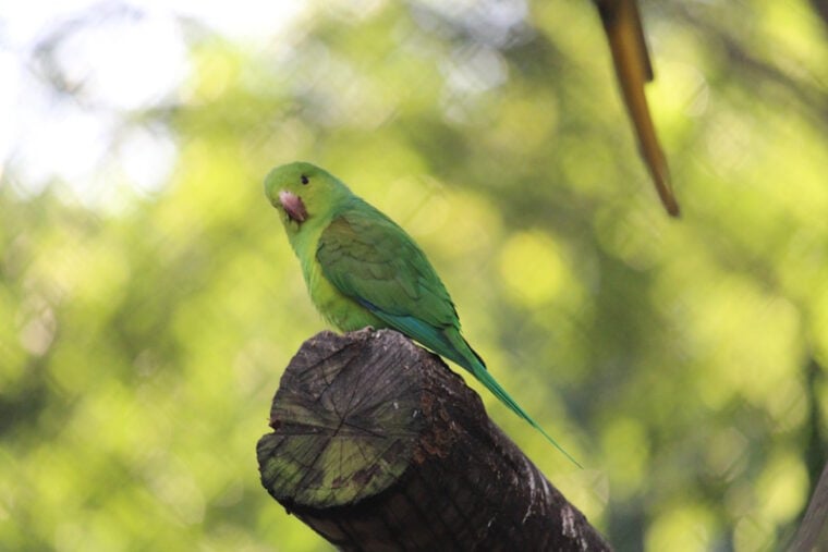 12 Small Parrot Breeds: Info, Pictures, Facts & History | Hepper