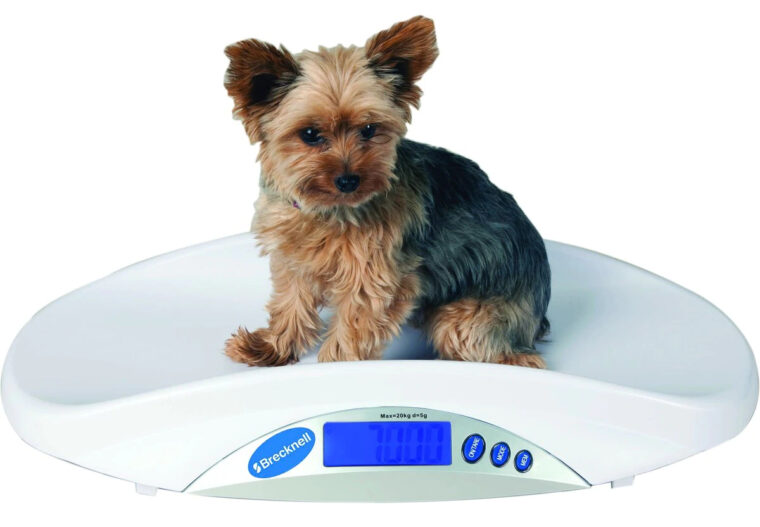 10 Best Pet Scales for Cats - 2025 Reviews & Top Picks | Hepper