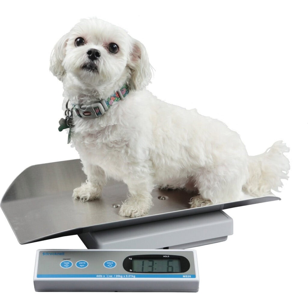 10 Best Pet Scales for Cats - 2025 Reviews & Top Picks | Hepper