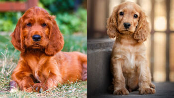 Irish Setter Cocker Spaniel Mix: Info, Pictures, Care Guide ...