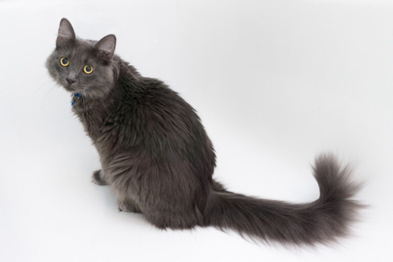 12 Types of Cats With Fluffy Tails (With Info & Pictures) | Hepper