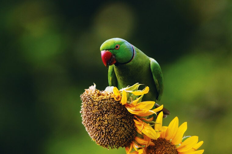 Rose-Ringed Parakeet: Pictures, Personality, Food & Care Guide | Hepper