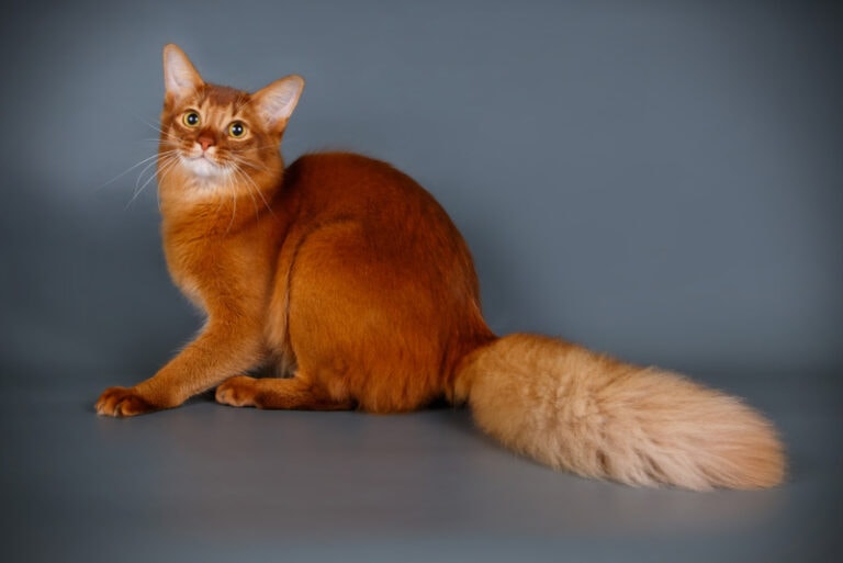 12 Types of Cats With Fluffy Tails (With Info & Pictures) | Hepper