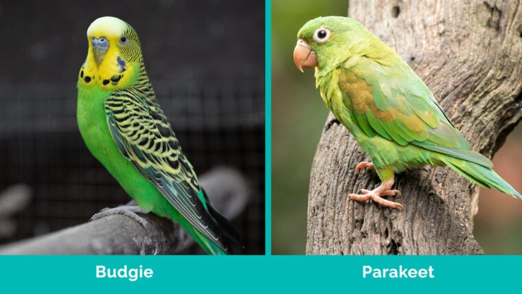 Budgie vs. Parakeet: Vet Reviewed Differences (With Pictures) | Hepper