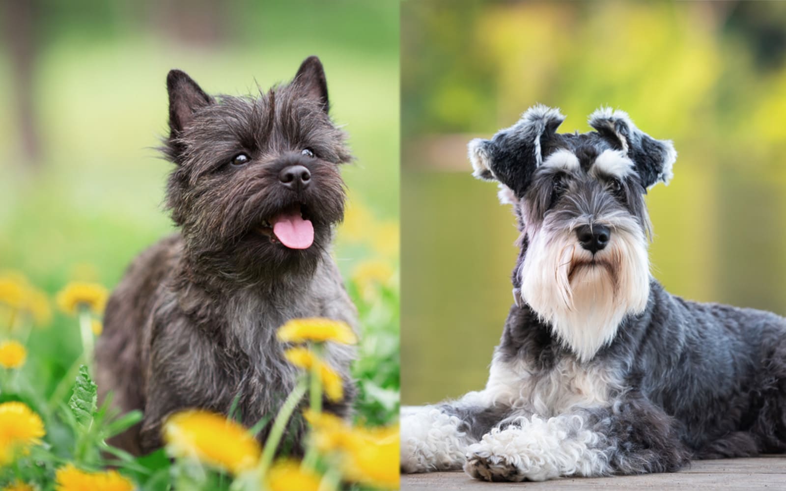 Carnauzer (Cairn Terrier Schnauzer Mix): Info, Pictures, Care Guide ...