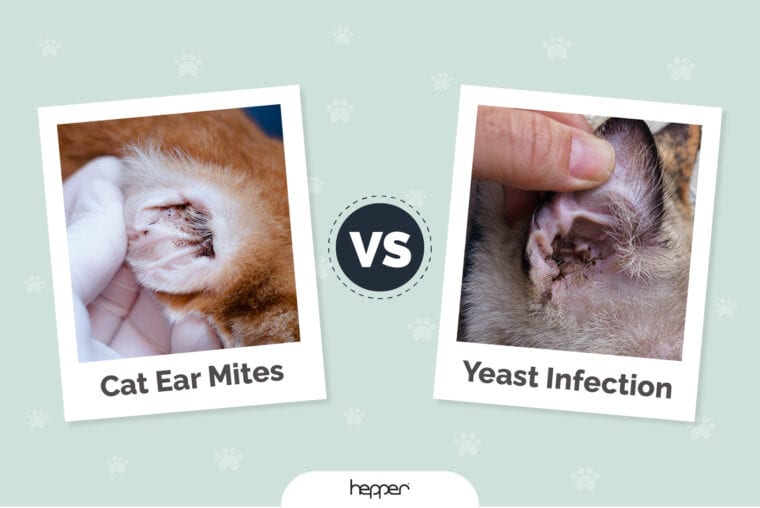 Cat Ear Mites Vs Yeast Infection Visual Differences Vet Approved Hepper