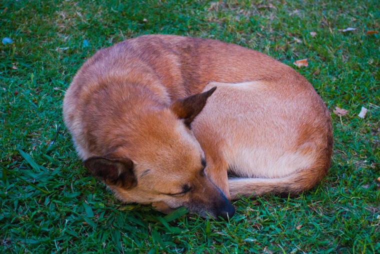 Why Do Dogs Curl Up? 7 Common Reasons | Hepper