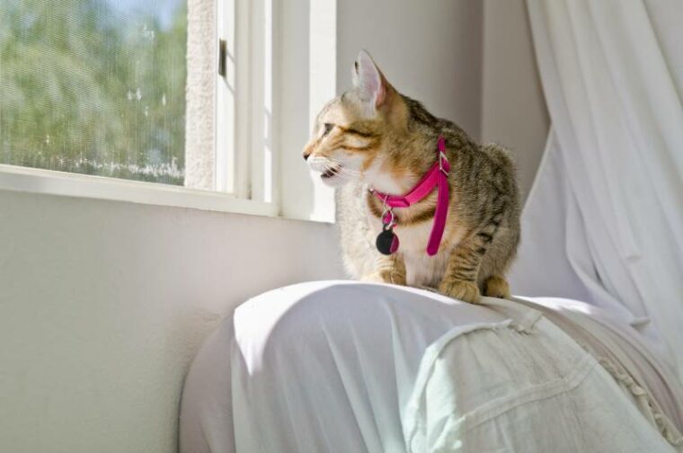 Why Do Cats "Ekekeke"? Chirping and Chattering Defined - animalonly.com