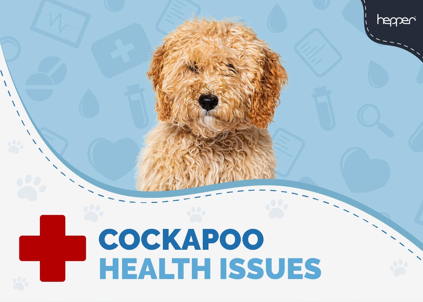 Cockapoo Health Issues: 11 Common Concerns | Hepper