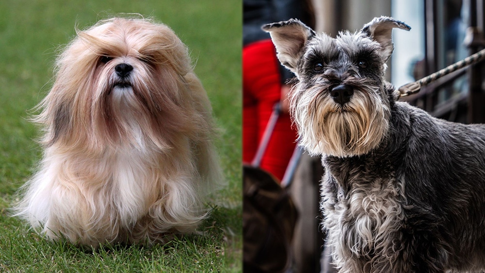 Lhasa Apso Mixed Breeds