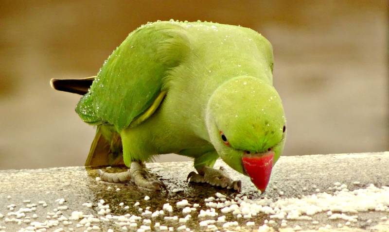 Can Parrots Eat Rice? Vet Accepted Info & FAQ - animalonly.com