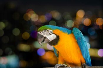 Can Parrots See Color? Vet Approved Facts & FAQ | Hepper