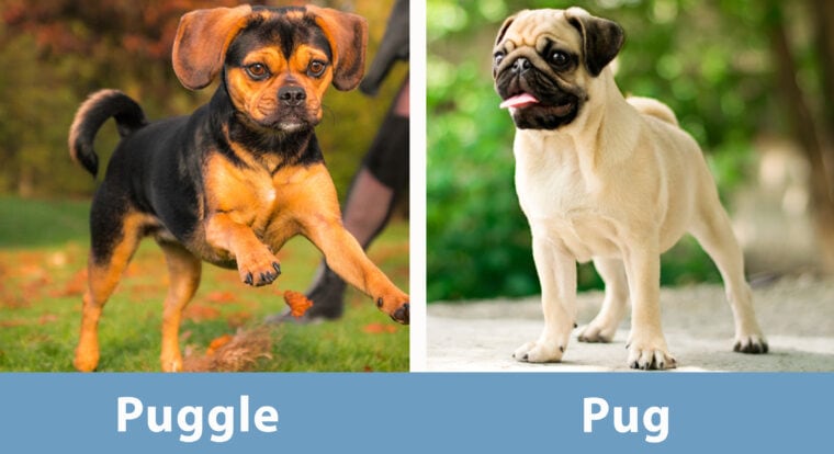 Puggle vs Pug: The Main Differences (With Pictures) | Hepper