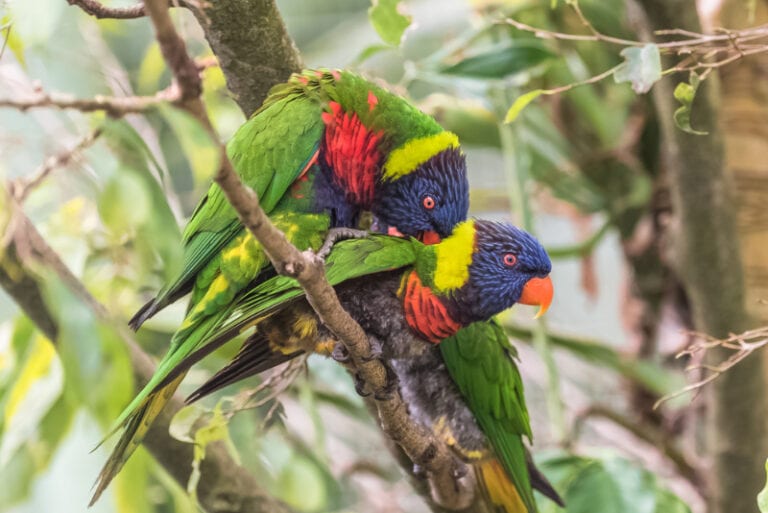 How Do Parrots Mate Vet Approved Reproduction Explanation Hepper