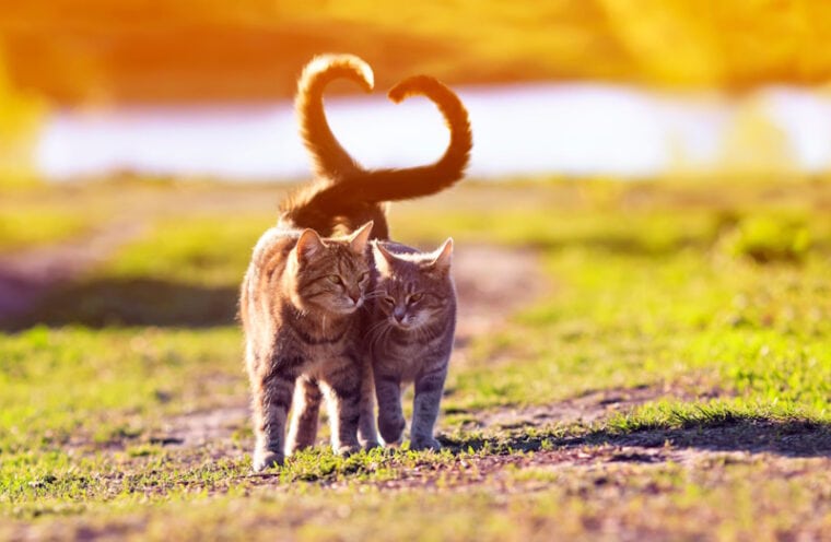Cat Tail Language: Vet-Approved Guide to What Your Cat Is Telling You ...