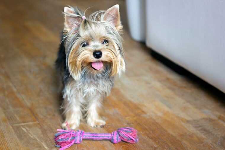 Yorkie Growth & Weight Chart: Puppy to Adult Size Guide | Hepper
