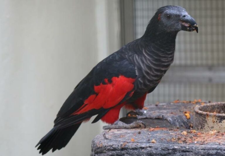 Dracula Parrot: Pictures, Personality, Food & Care Guide | Hepper