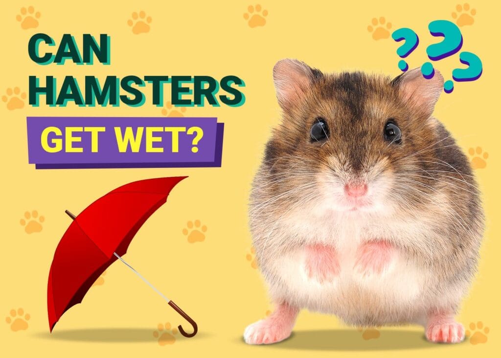 Hamster Eyesight 101: Vet-Verified Vision Facts | Hepper