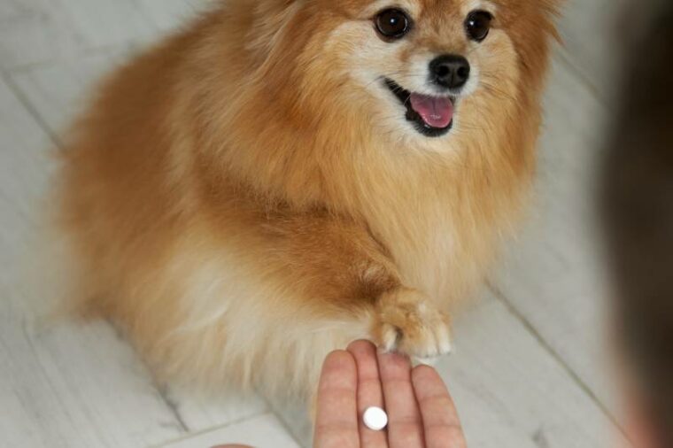 Can Dogs Take Zofran? Our Vet Explain Uses, Risks & FAQ | Hepper Can Dogs Take Zofran? Our Vet Explain Uses, Risks & FAQ | Hepper