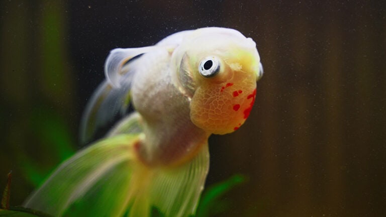6 Common Goldfish Diseases: Our Vet Explains Treatment & Prevention ...