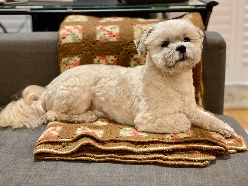 13 Lhasa Apso Mixes: Info, Pictures, Facts & History | Hepper