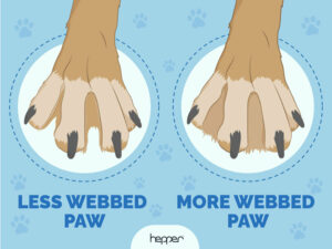 Do All Dogs Have Webbed Feet? Vet-Reviewed Canine Facts & FAQ | Hepper