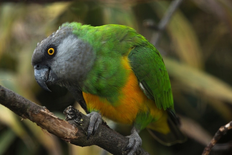 How Long Do Senegal Parrots Live: Average Lifespan, Data & Care | Hepper How Long Do Senegal Parrots Live: Average Lifespan, Data & Care | Hepper