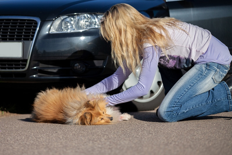 Dog Hit by a Car? Our Vet Explains What to Do | Hepper