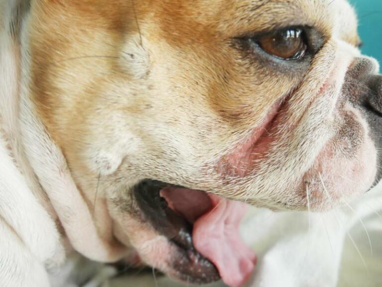 What to Feed a Dog With a Yeast Infection: Vet-Reviewed Guide | Hepper