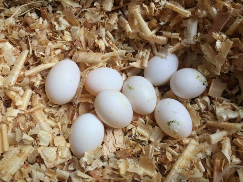 How to Take Care of Parakeet Eggs: 10 Vet-Approved Tips | Hepper