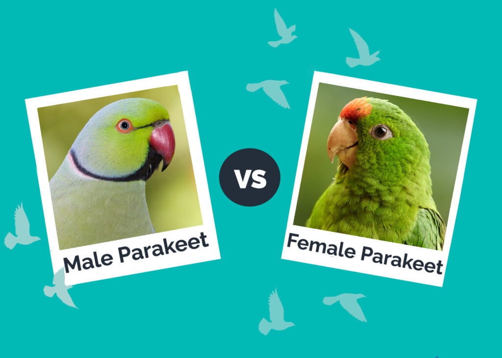 Bourke Parakeet: Pictures, Personality, Food & Care Guide | Hepper Bourke Parakeet: Pictures, Personality, Food & Care Guide | Hepper