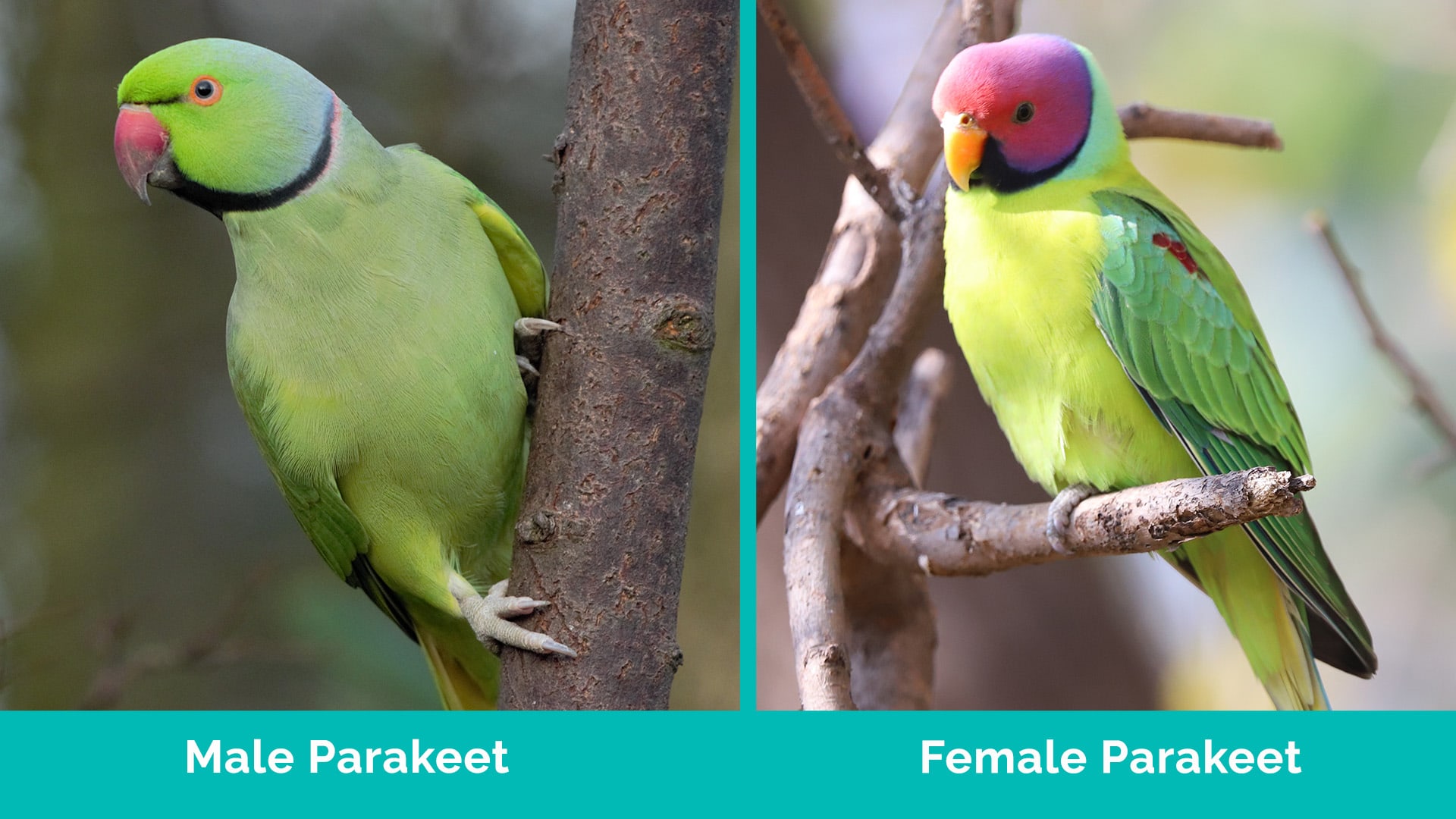 Male vs Female Parakeet: Vet-Reviewed Differences | Hepper