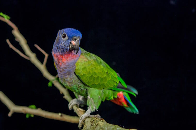 Pionus Parrot: Info, Pictures, History, Care, Facts & More | Hepper