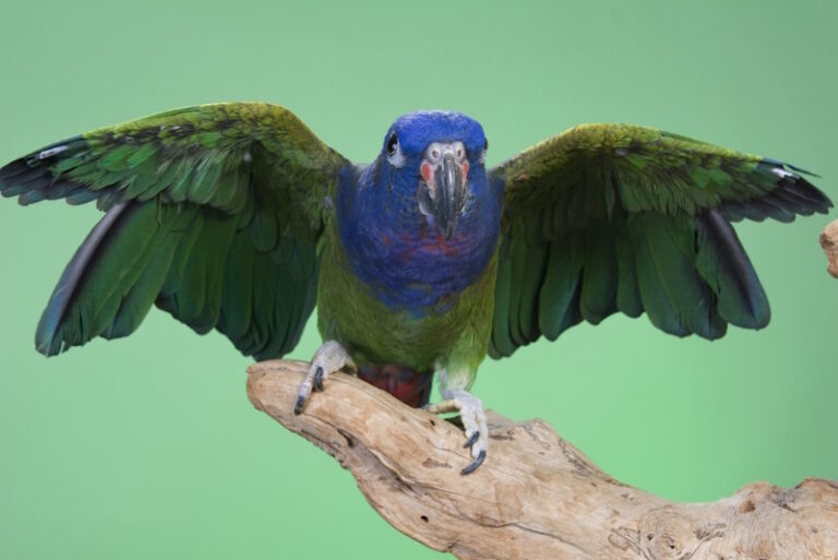 Pionus Parrot: Info, Pictures, History, Care, Facts & More | Hepper