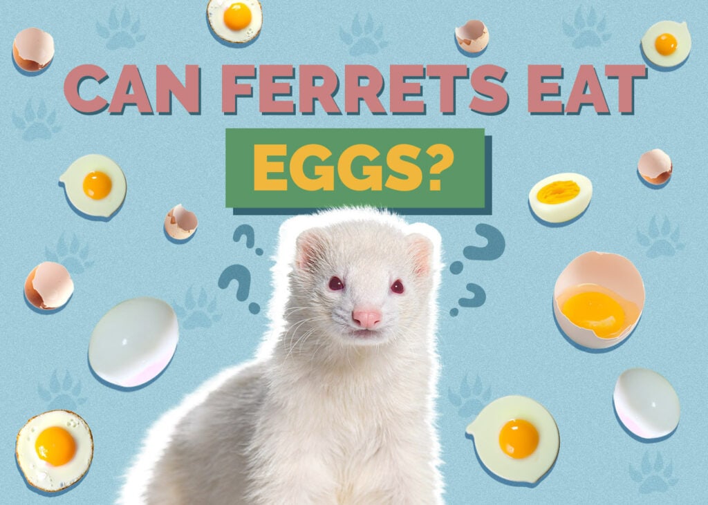 Can Ferrets Eat Eggs? Vet Approved Nutrition Facts & Feeding Tips | Hepper Can Ferrets Eat Eggs? Vet Approved Nutrition Facts & Feeding Tips | Hepper