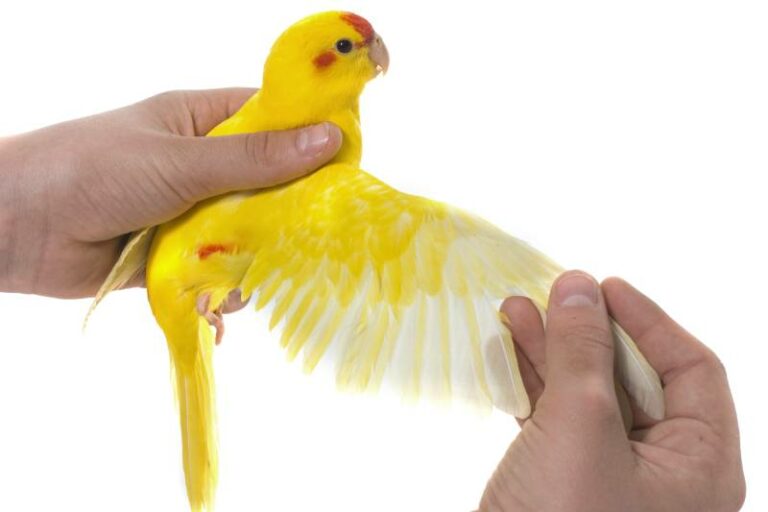 Why Did My Parakeet Die Suddenly? 10 Vet Reviewed Reasons | Hepper