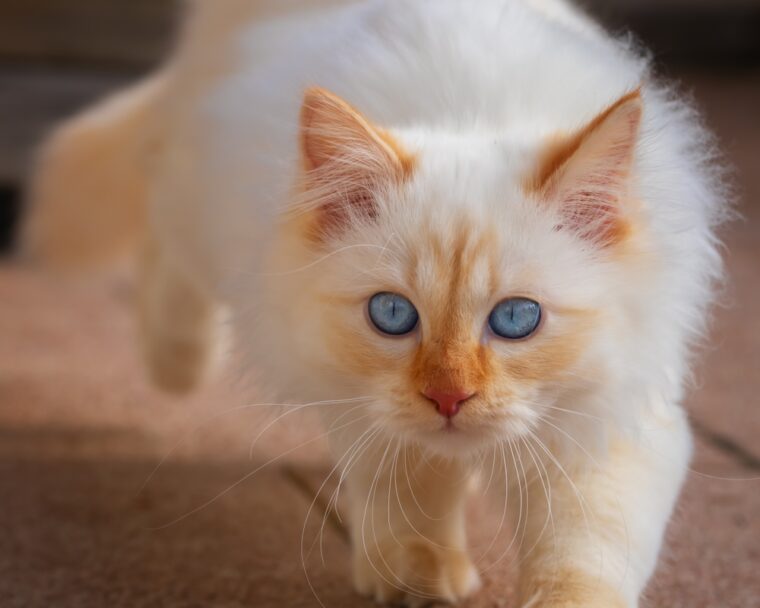 9 Birman Cat Colors (With Info & Pictures) | Hepper