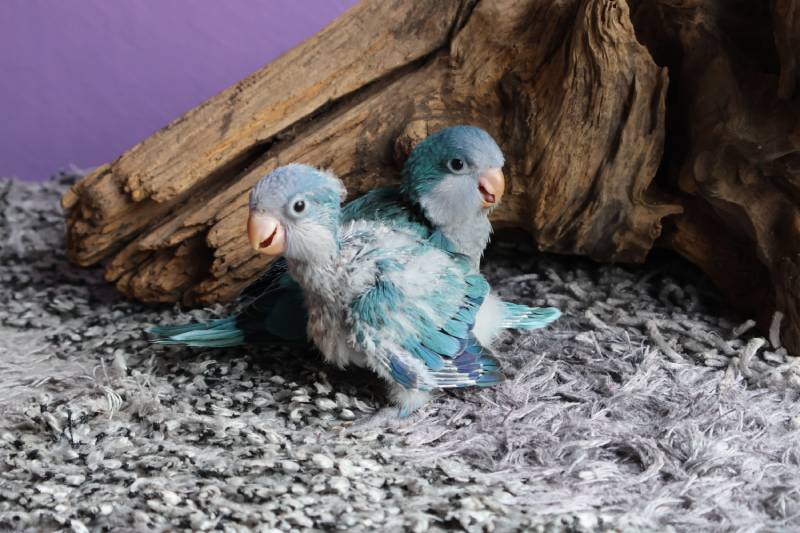 How Do Parakeets Mate? Vet Reviewed Courting And Breeding Behavior | Hepper