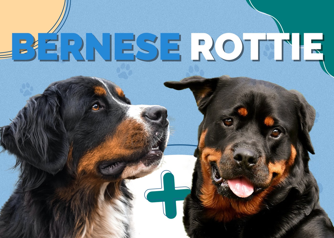 Bernese Rottie (Bernese Mountain Dog & Rottweiler Mix): Info, Pictures ...
