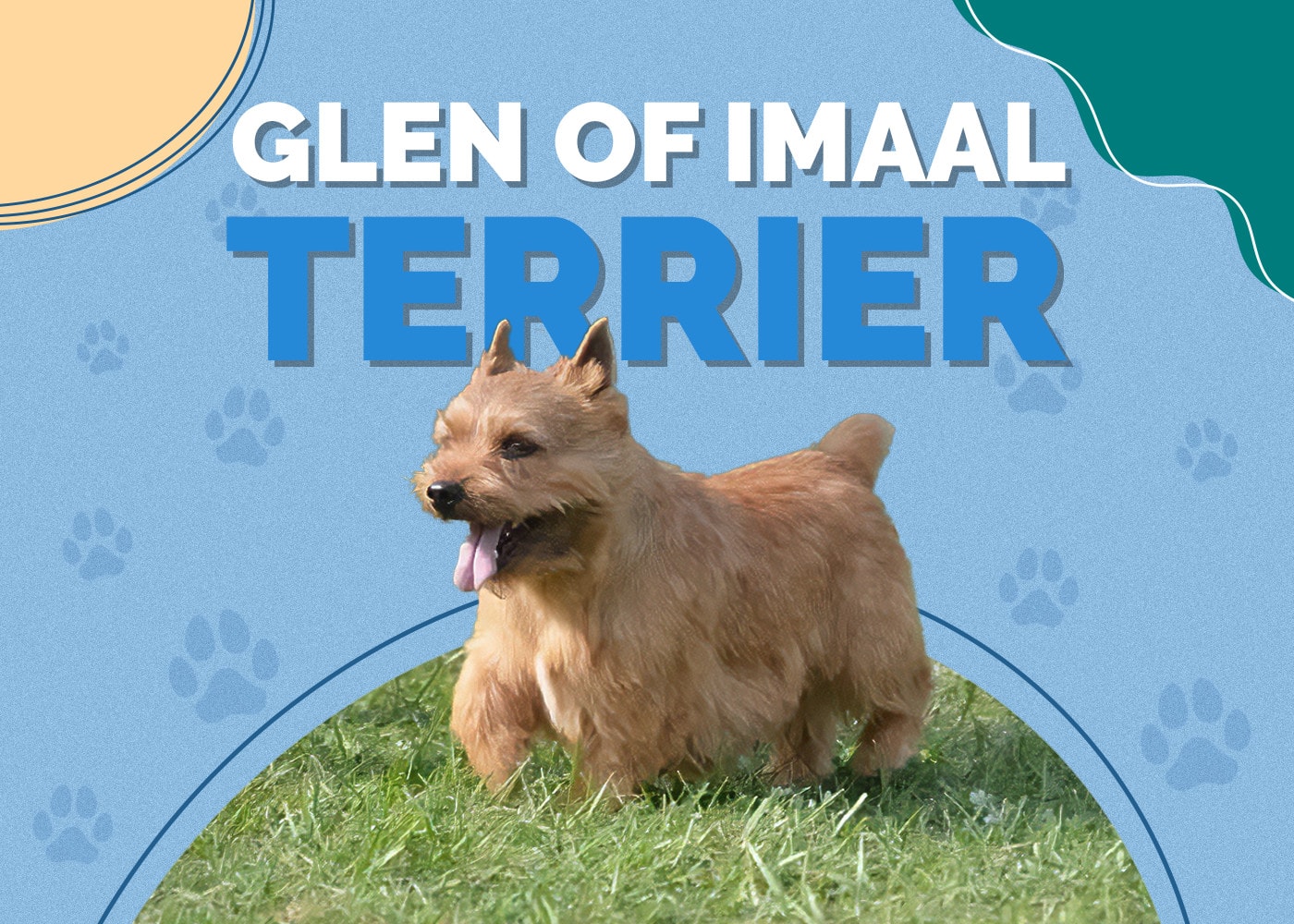 St. Weiler (St Bernard & Rottweiler Mix) Info, Pics, Puppies, Facts ...